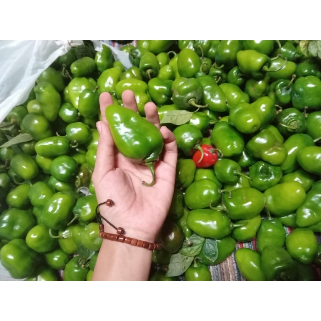 Jual cabe gendot viral asli dieng fresh 1000gr | Shopee Indonesia