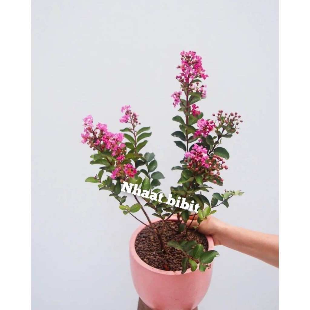 Jual BIBIT TANAMAN BUNGA SAKURA PENDEK BERBUNGA(COCOK DITARUH POT ...