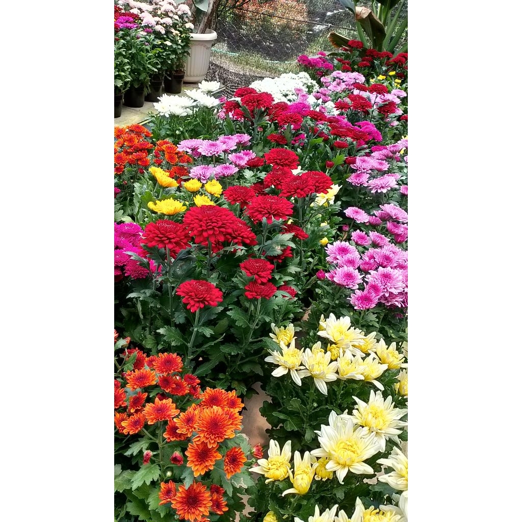 Jual tanaman bunga krisan/seruni hidup, bermacam macam warna | Shopee ...