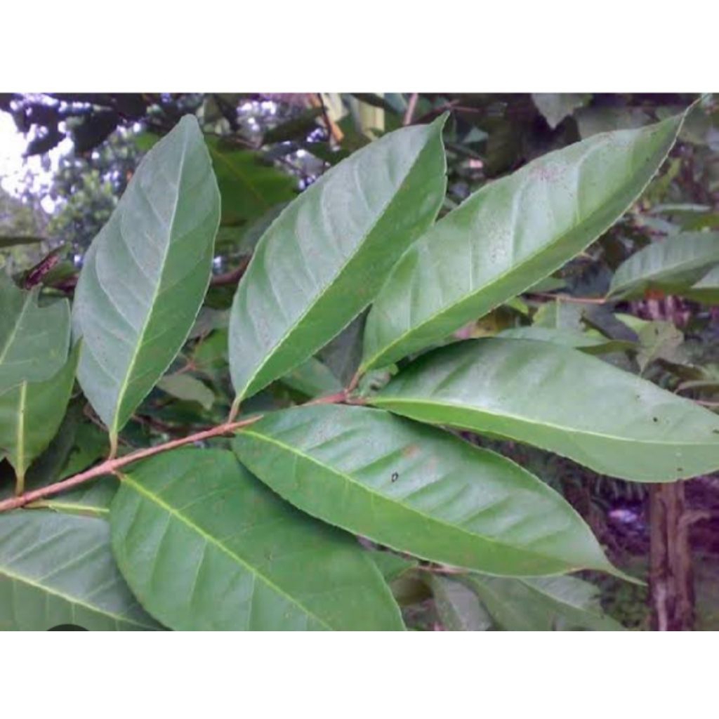 Jual daun salam segar 50 lembar | Shopee Indonesia