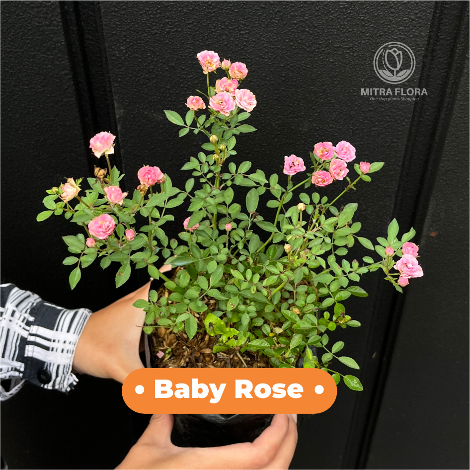 Jual Tanaman Hias Baby Rose Hidup Bibit Bunga Mawar Mini Cocok untuk ...