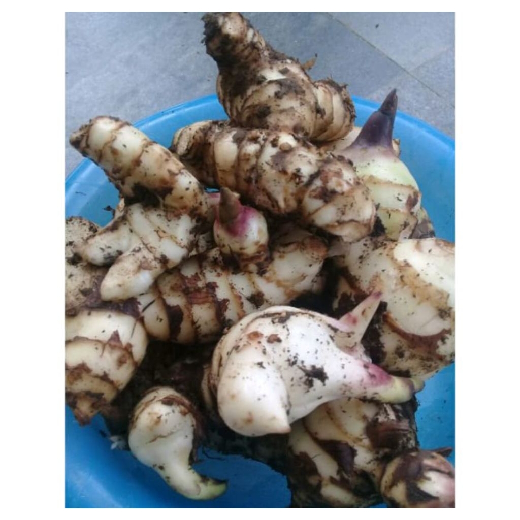 Jual ubi gayong/ubi ganyol 500gr ubi berkhasiat | Shopee Indonesia