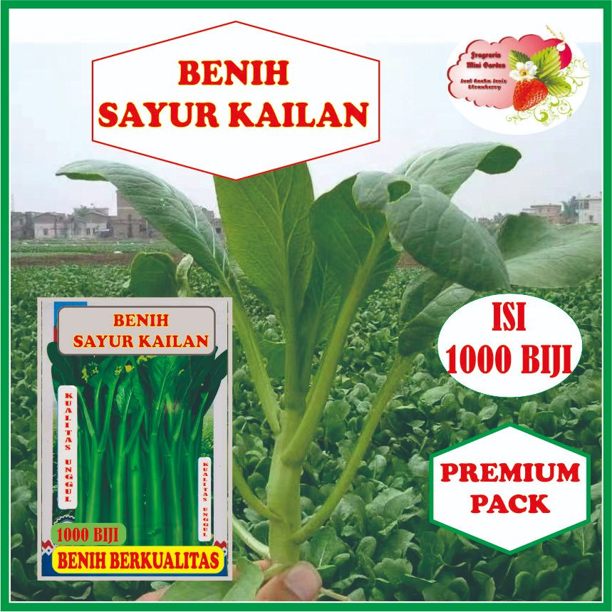 Jual BENIH SAYUR KAILAN ISI 1000 BIJI | Shopee Indonesia