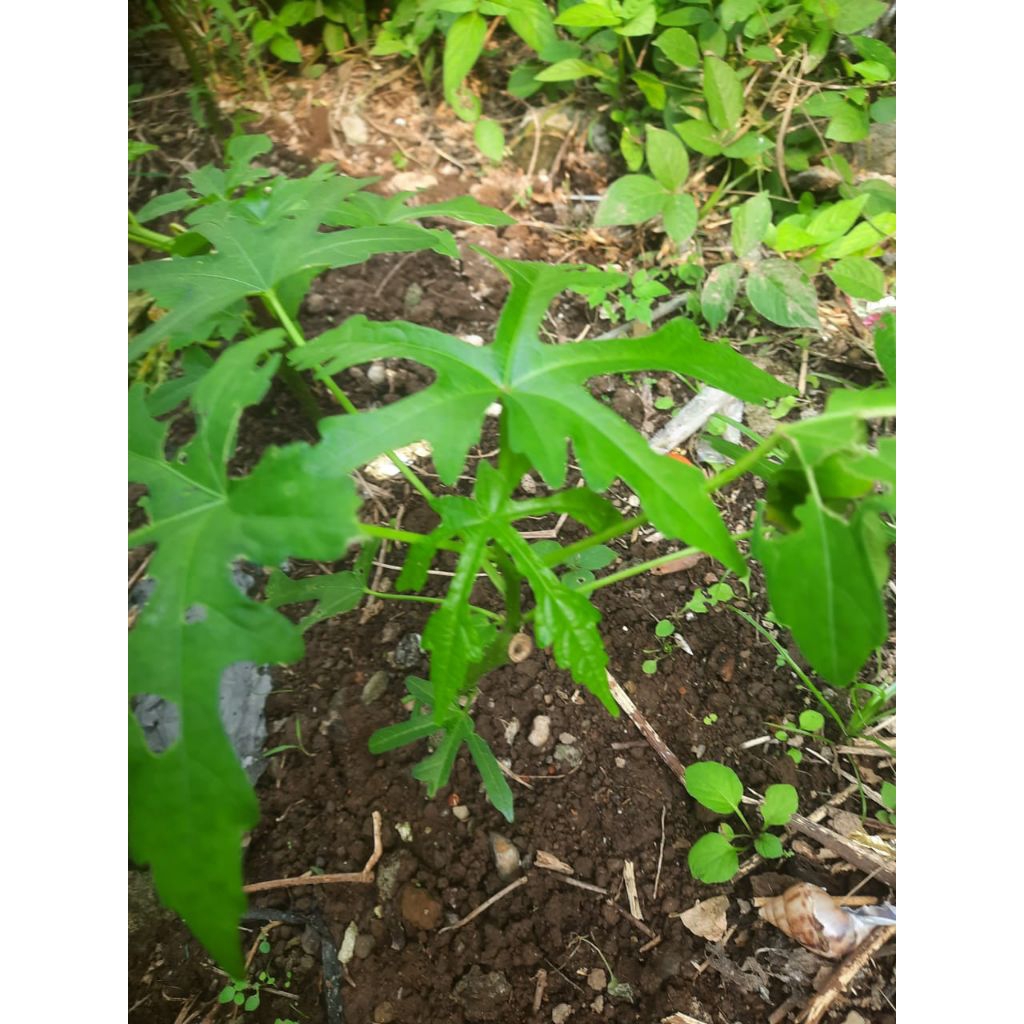 Jual bibit stek batang tanaman gedhi/ mustajab | Shopee Indonesia