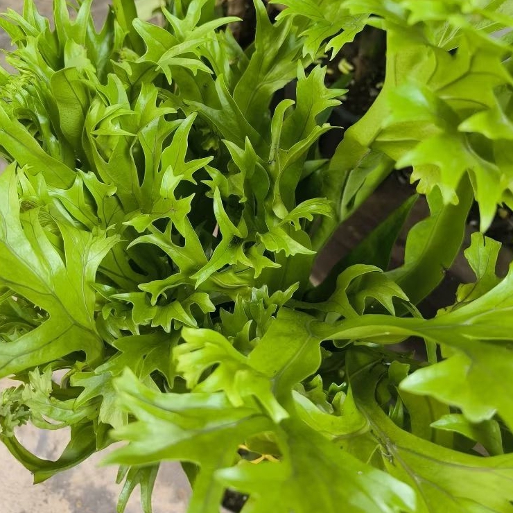 Jual Tanaman hias bunga pakis kadaka/ tanduk rusa tanah 3-5 helai daun ...