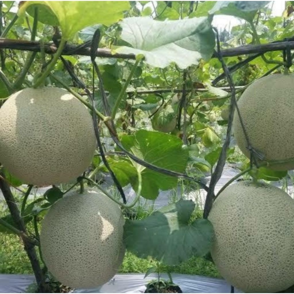 Jual 3 Biji - Benih Melon Madu AMANDA TAVI F1, rasa manis, favorit ...