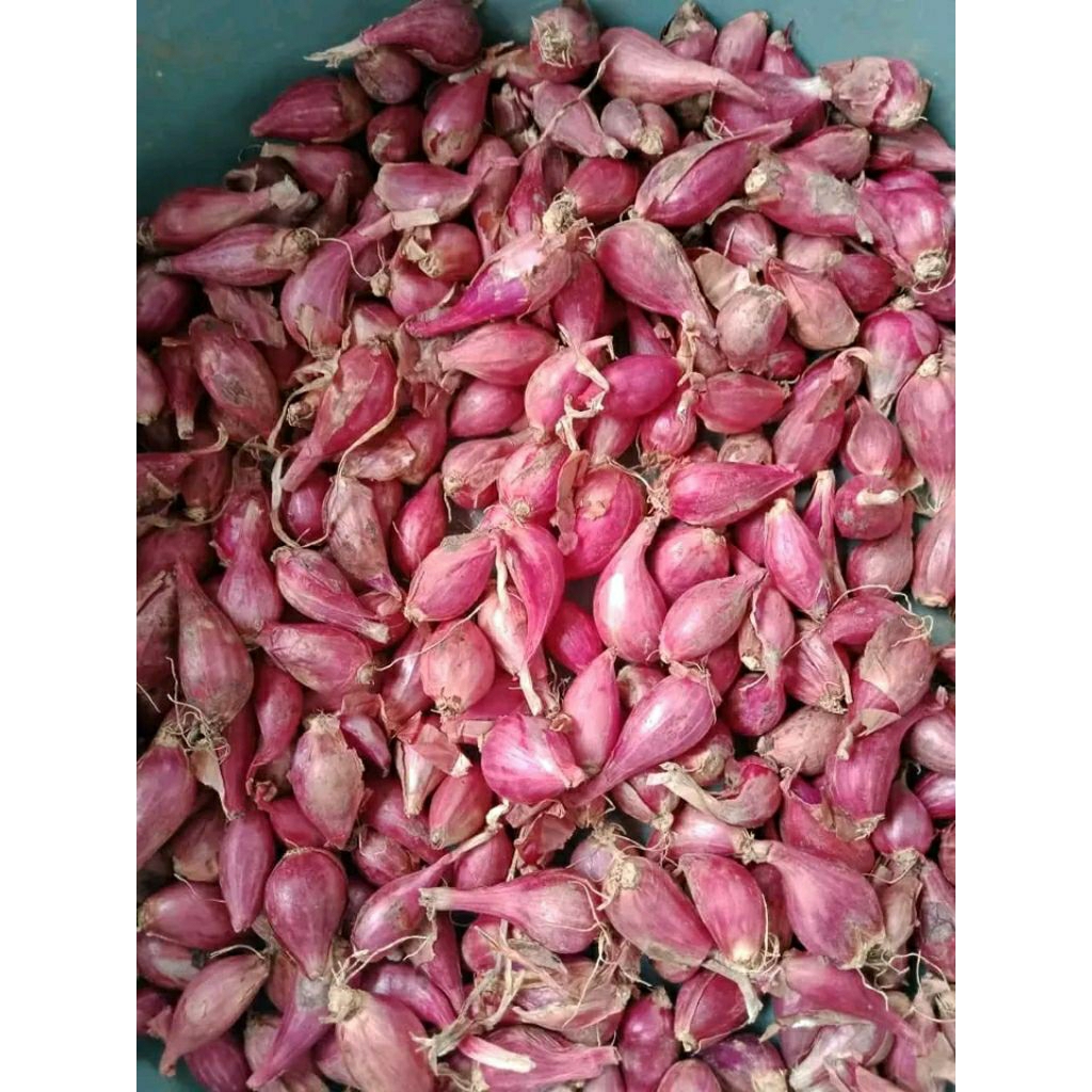 Jual Bawang merah kecil/Lembut 1kg Buat uleukan | Shopee Indonesia