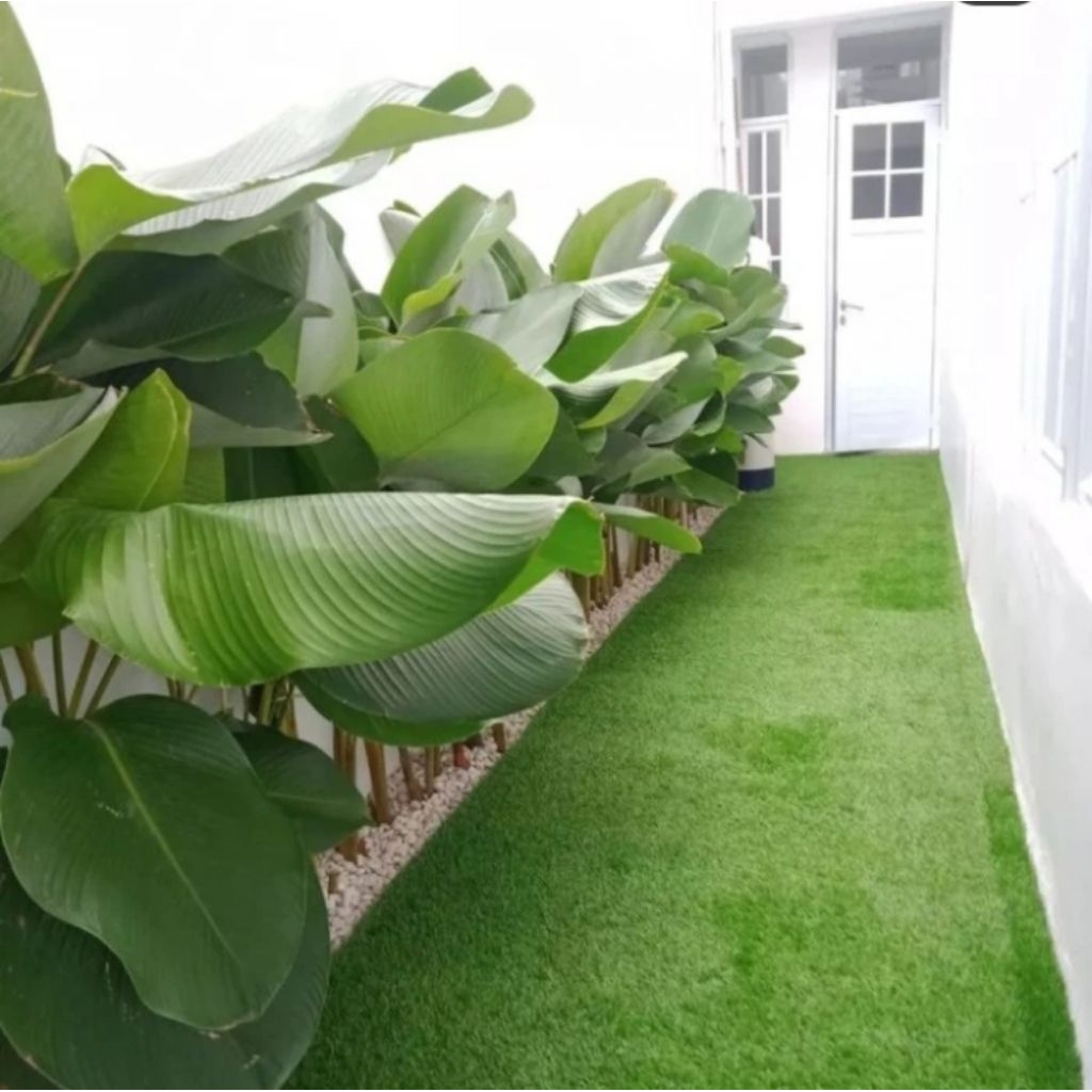Jual pembuatan taman rumput pohon kalatea | Shopee Indonesia