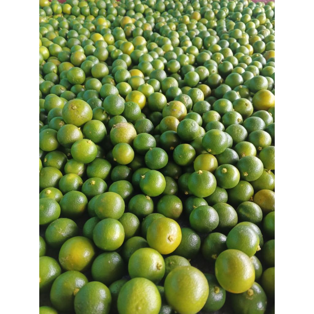 Jual JERUK SONGKIT/ KASTURI 1 KILO UKURAN SEDANG KEBESARAN | Shopee ...