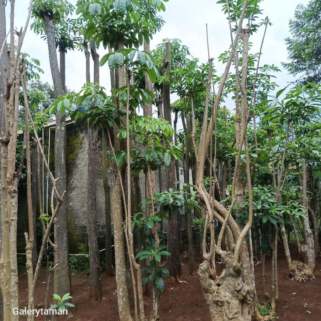 Jual pohon pule gruping tinggi 3-4 meter | Shopee Indonesia