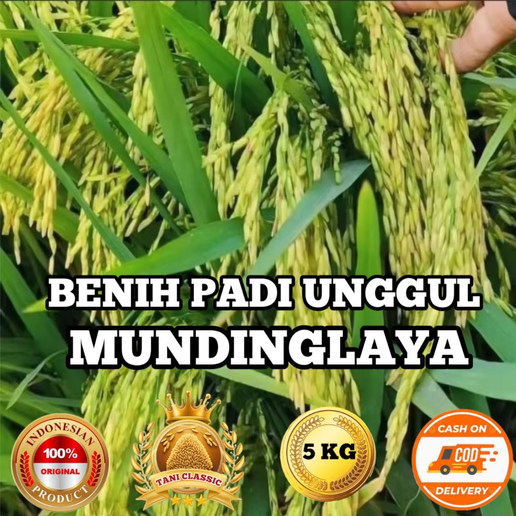 Jual BENIH PADI UNGGUL MUNDINGLAYA BERKUALITAS KEMASAN 5KG | Shopee ...