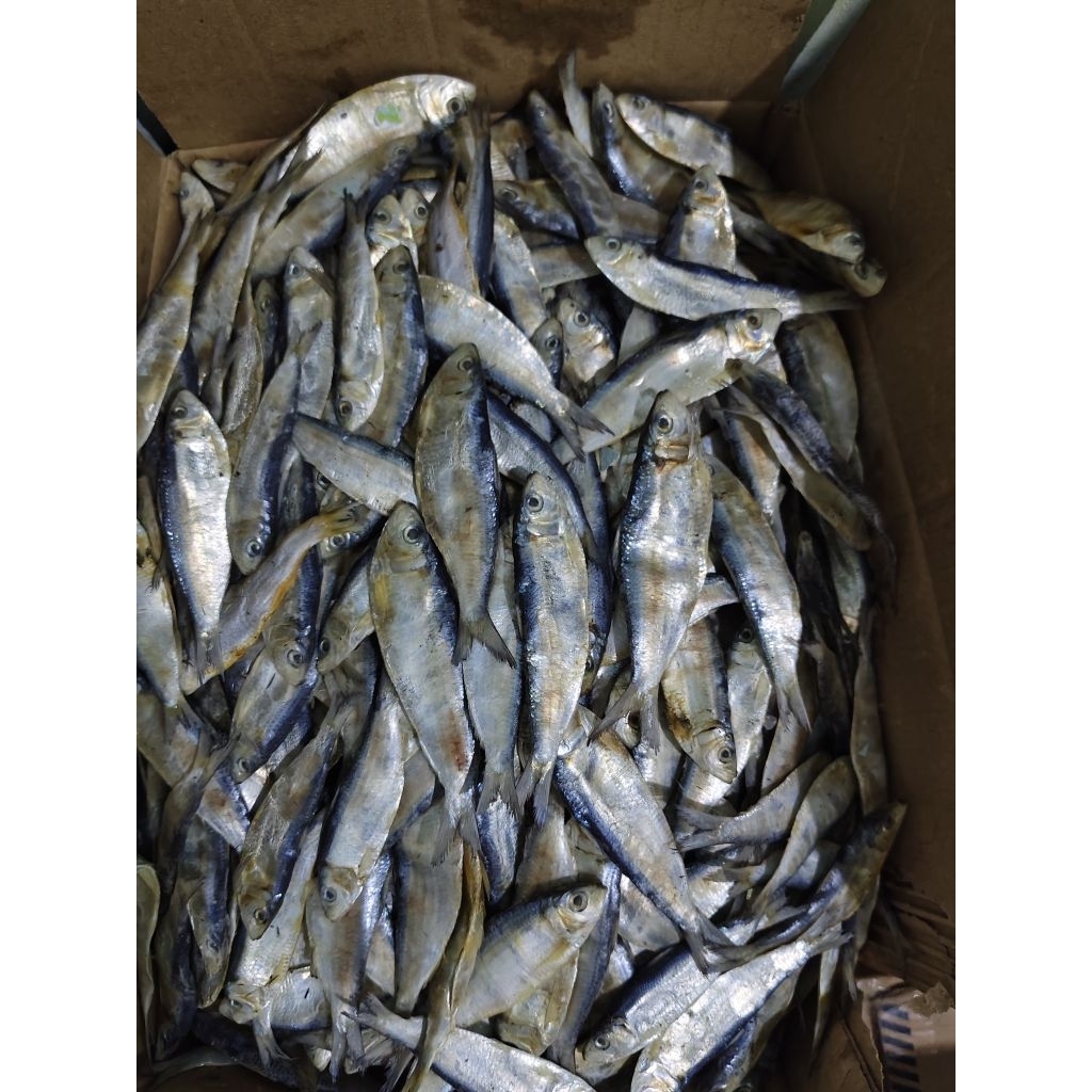 Jual ikan asin juwi sipil kering | Shopee Indonesia