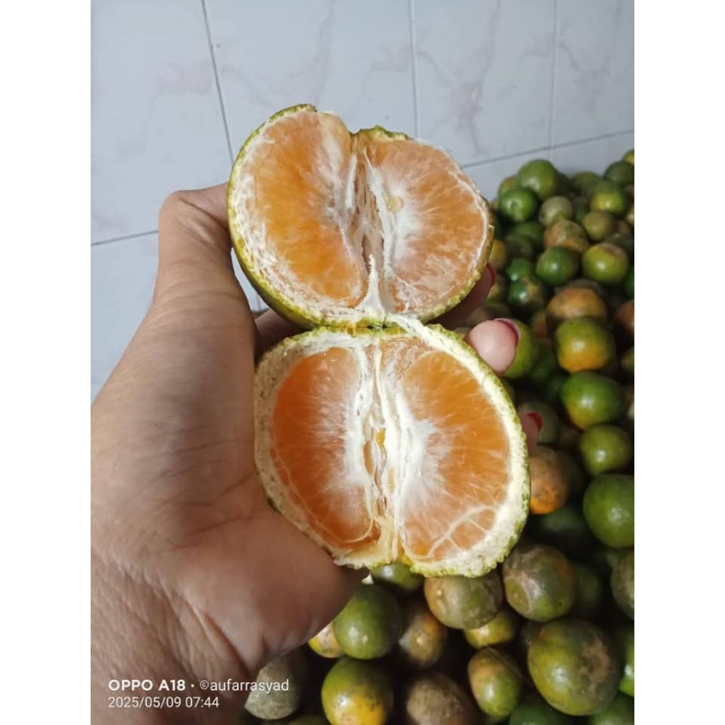 Jual jeruk manis asli jember 1 kg | Shopee Indonesia