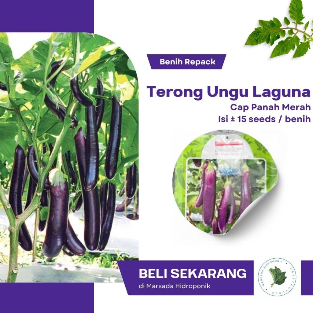 Jual Benih Bibit Terong Ungu LAGUNA F1 Cap Panah Merah - Kemasan Repack | Shopee Indonesia