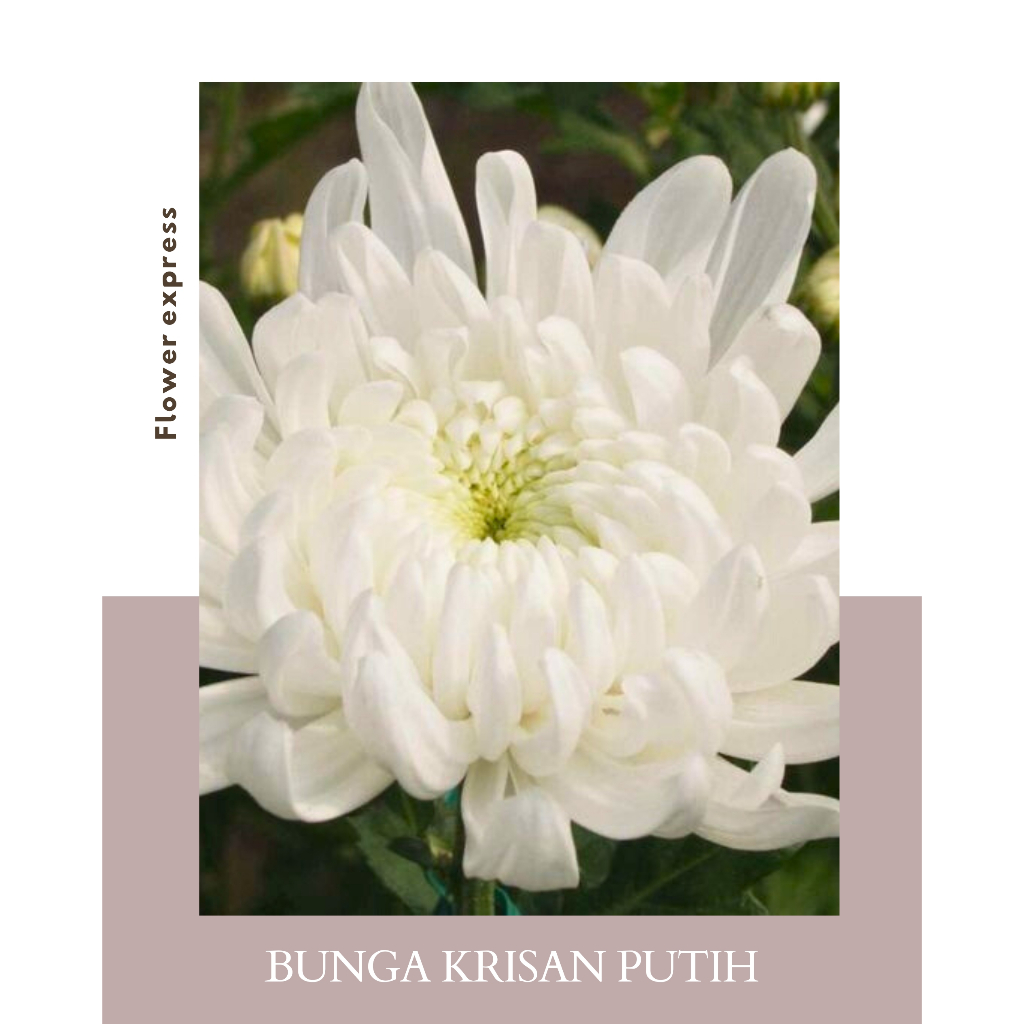 Jual Bunga Krisan Putih Fresh I Bunga Potong Segar - Pertangkai ...