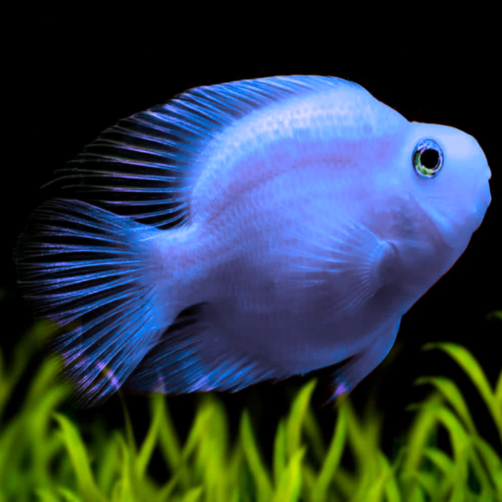 Jual Ikan Blue Parrot Tail & No Tail / Ikan Parrot Biru / Royal Blue ...