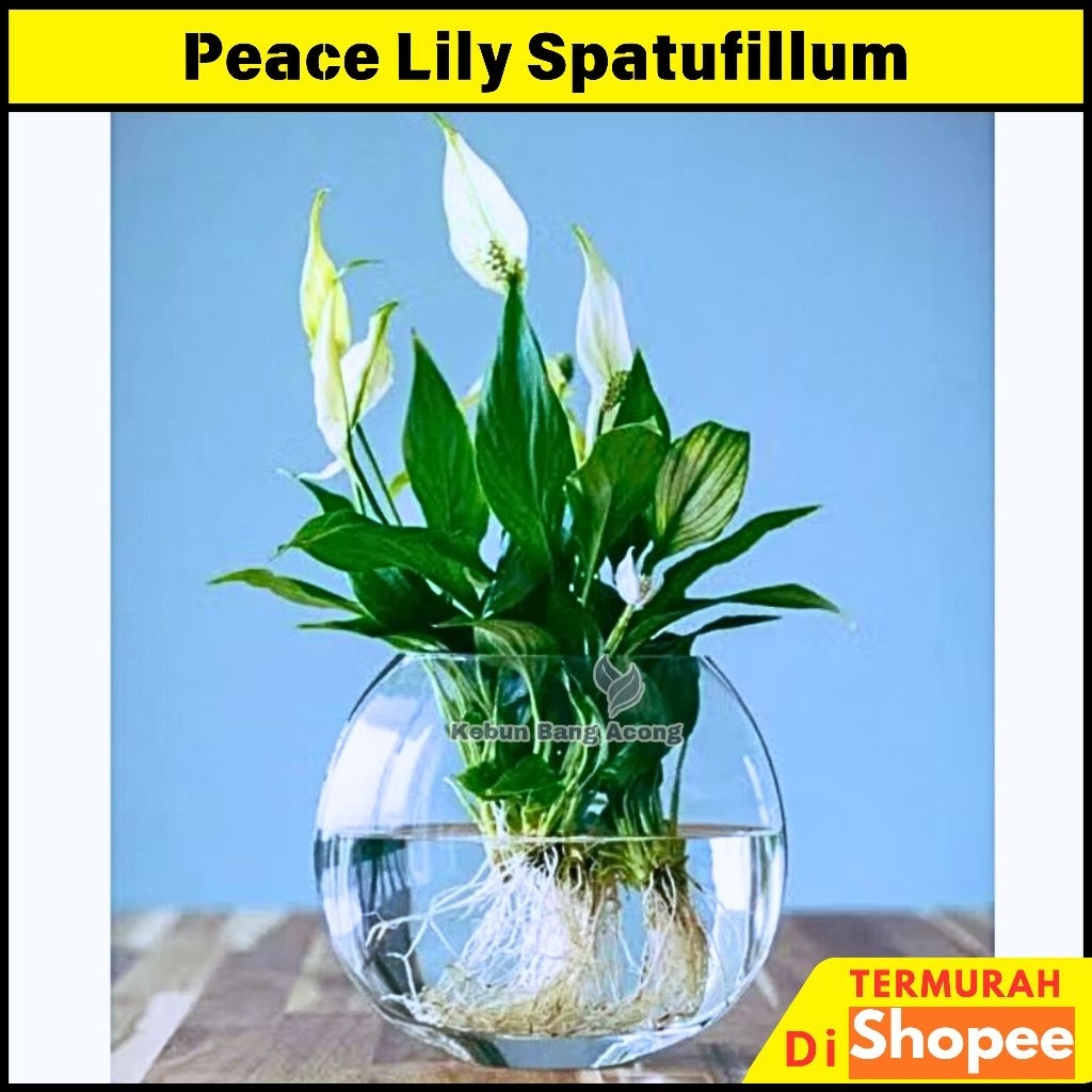Jual PROMO! Tanaman Hias Peace Lily Spathyfylum / Bunga Hias Spatufilum ...