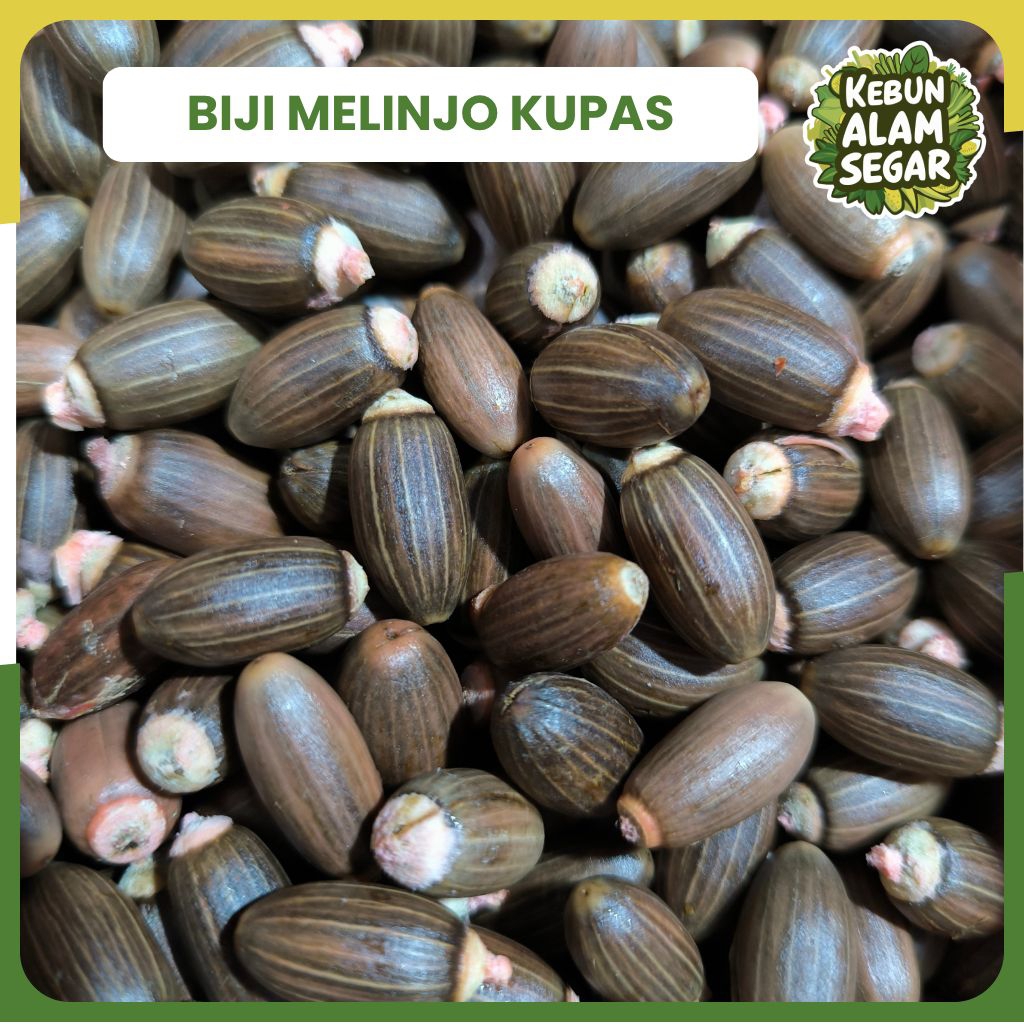 Jual BIJI BUAH MELINJO KUPAS MENTAH SEGAR - TANGKIL | Shopee Indonesia
