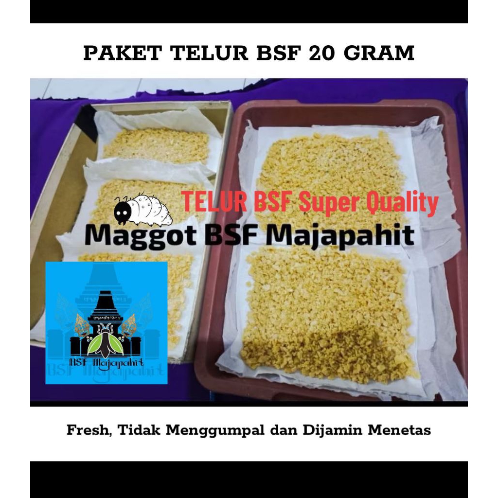 Jual TELUR MAGGOT BSF 20 GRAM | Shopee Indonesia