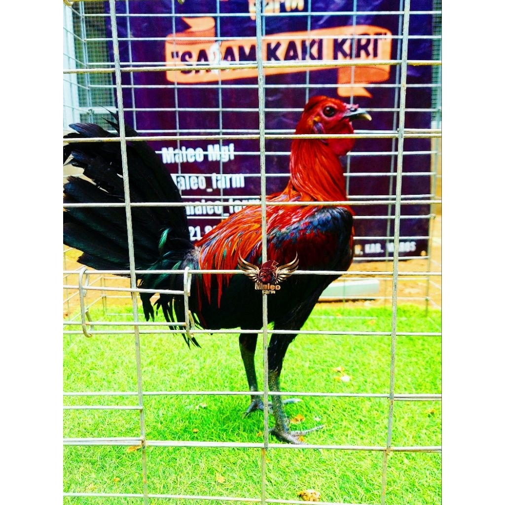 Jual Telur Ayam Filipin Original Ak47 Predator Super Cantik Dan Getar ...