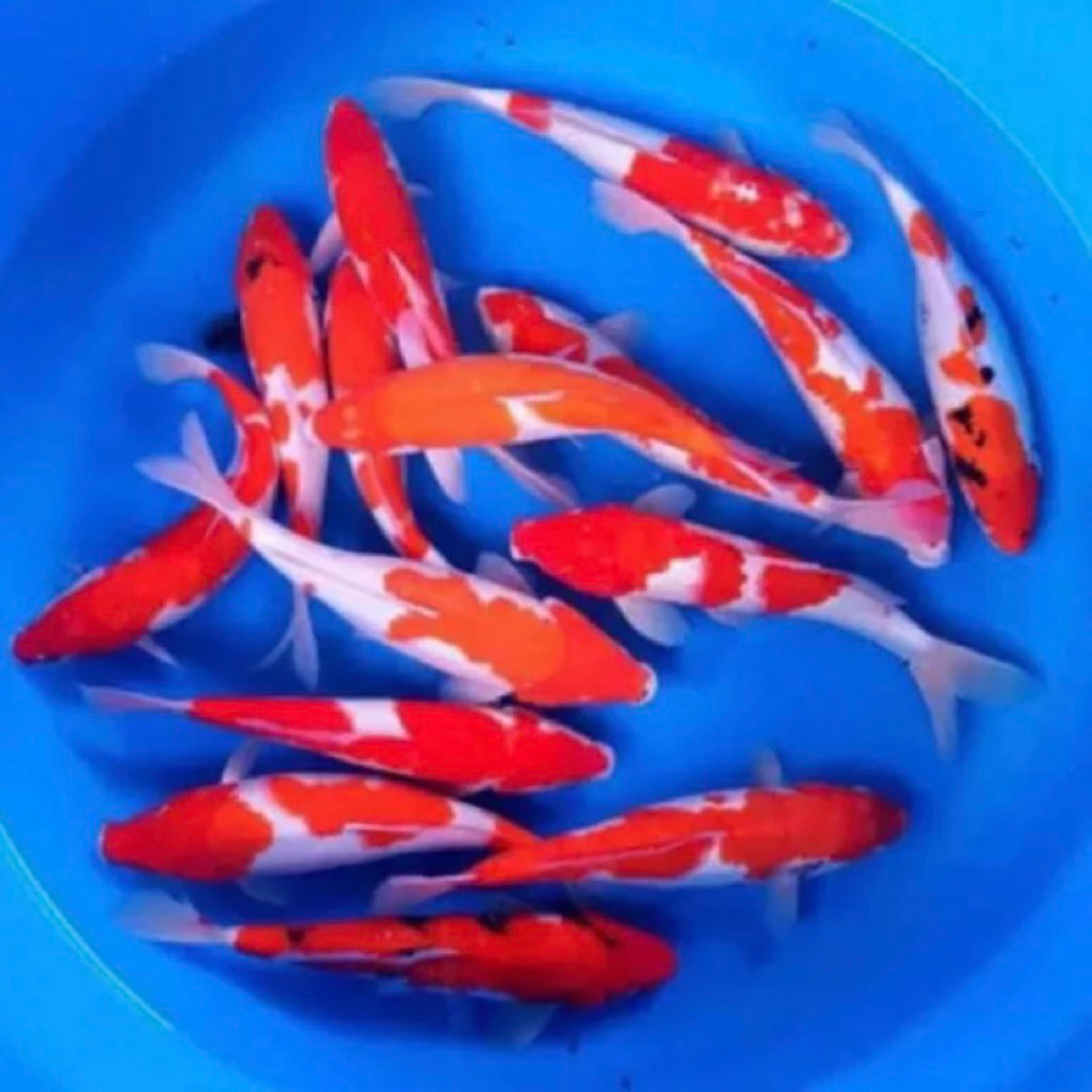 Jual (SIZE 14-16 CM) KOI KOHAKU KOI WARNA MERAH PUTIH IKAN KOI HIASAN ...