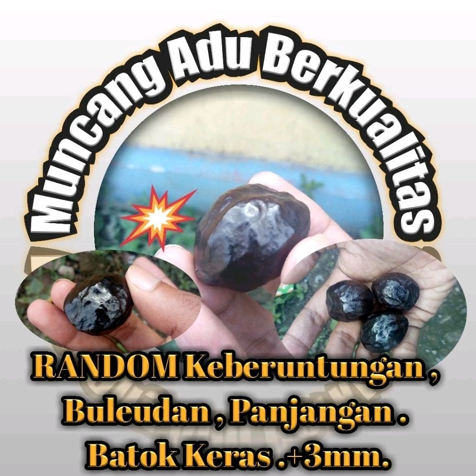 Jual PROMO Muncang Adu Jenis RANDOM Berkualitas | Shopee Indonesia