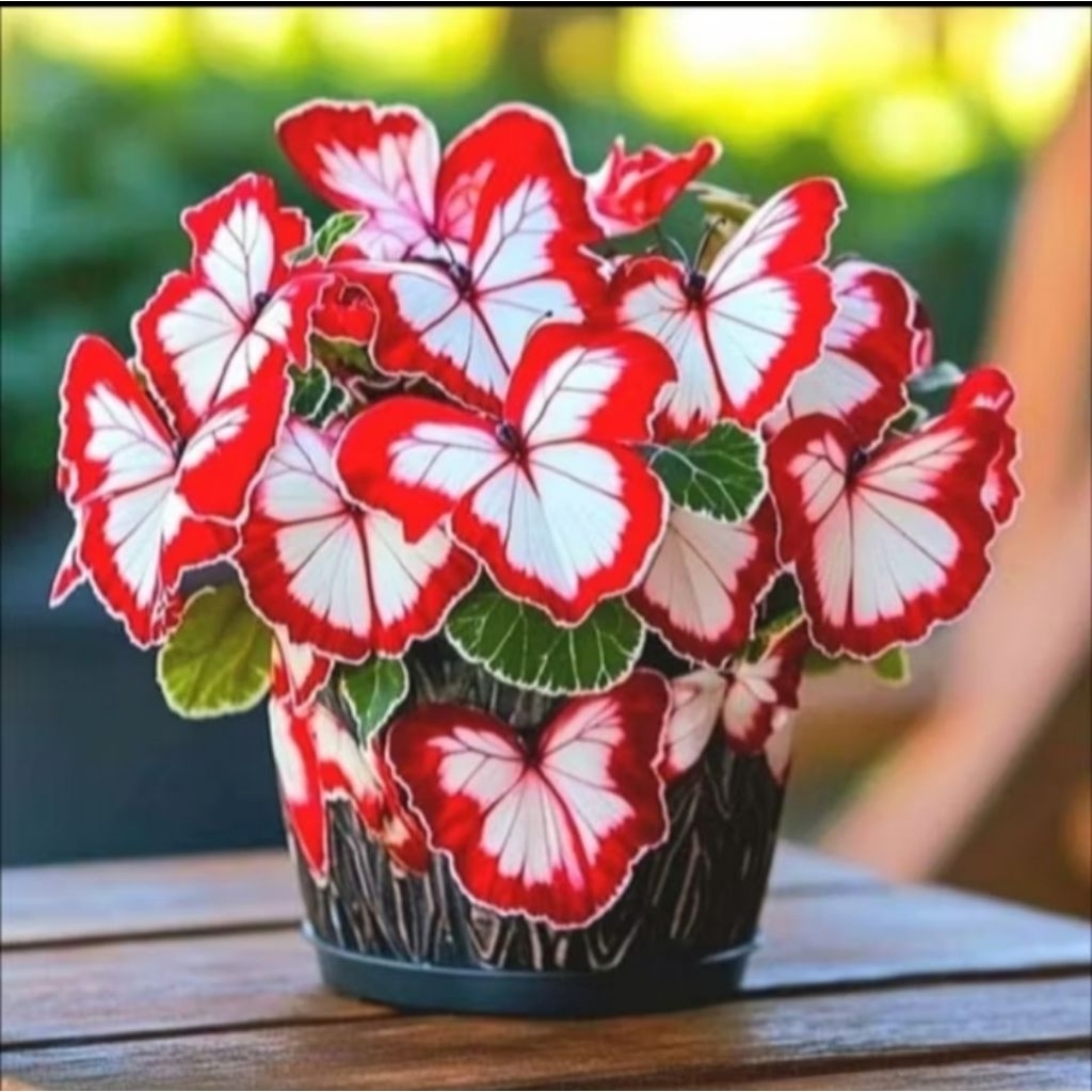 Jual Tanaman Hias Keladi Thailand Series Butterfly Bunga Hias Keladi ...