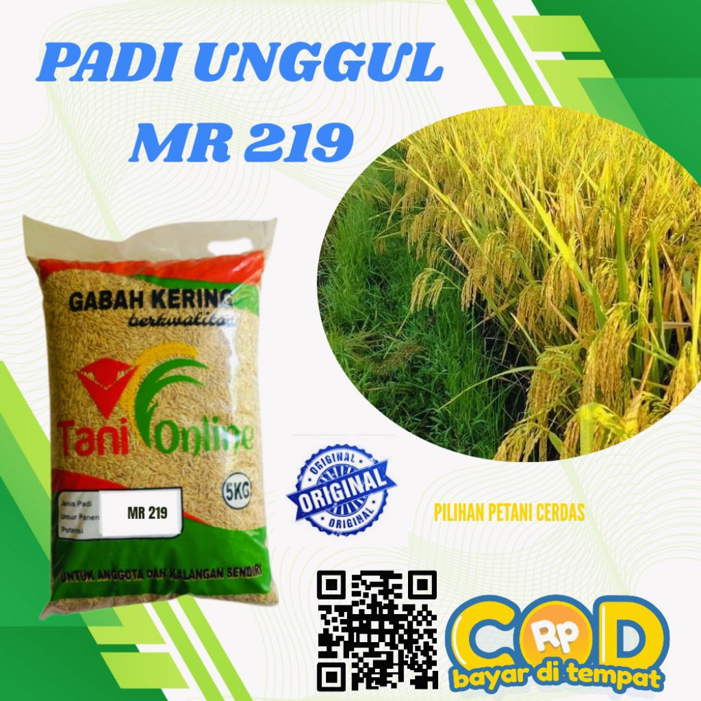 Jual BENIH PADI MR 219 UNGGUL 100% ORIGINAL 5 KG | Shopee Indonesia