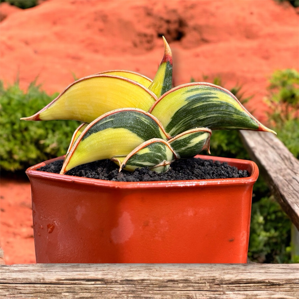 Jual tanaman hias sanseviera RORIDA VARIGATA lapis mewah sansevieria ...