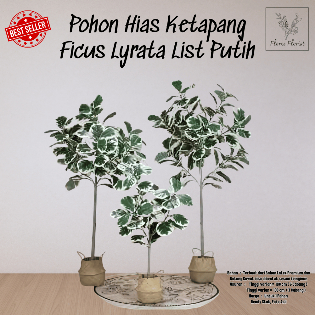 Jual Pohon Hias Ketapang Ficus Lyrata List Putih Latex Premium ...