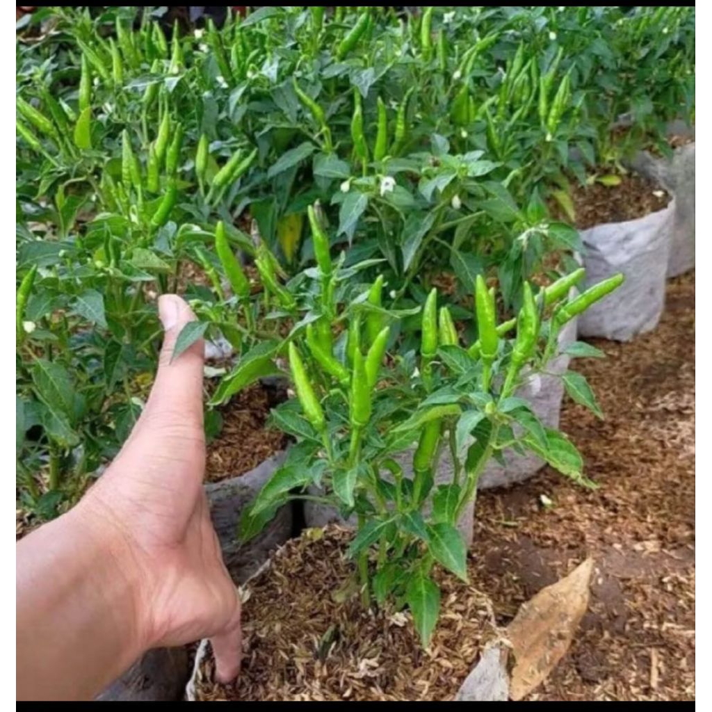Jual Pohon cabe rawit hijau / cabe gorengan | Shopee Indonesia