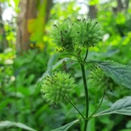 Jual BATANG DAUN RUMPUT KENOP HYPTIS CAPITATA 250 GRM | Shopee Indonesia