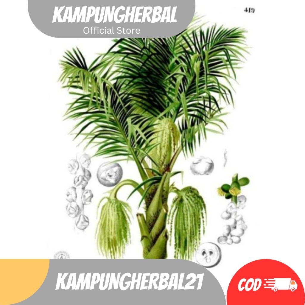 Jual BIBIT AREN UNGGUL SIAP TANAM TINGGI 60CM berkualitas dan ...