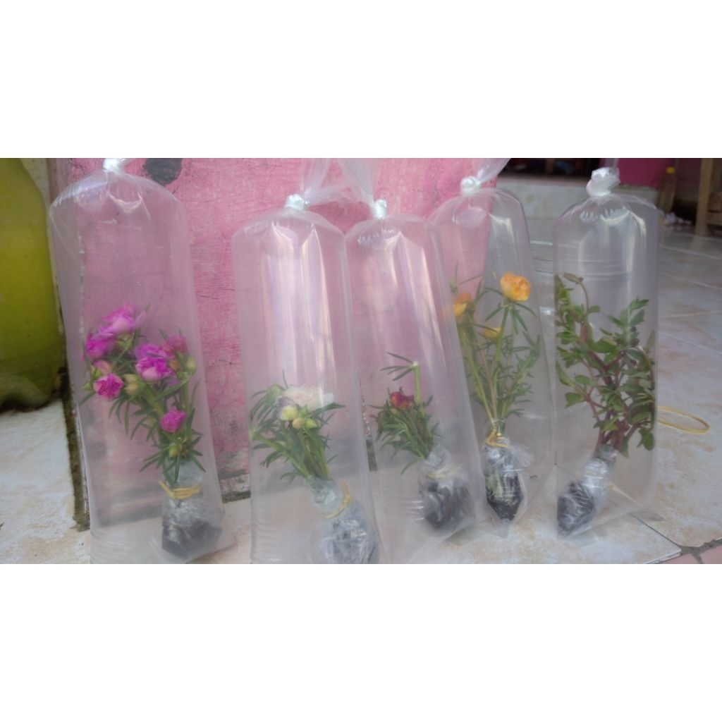 Jual bunga pukul 7 atau pukul 9 30rb6warna60batang | Shopee Indonesia