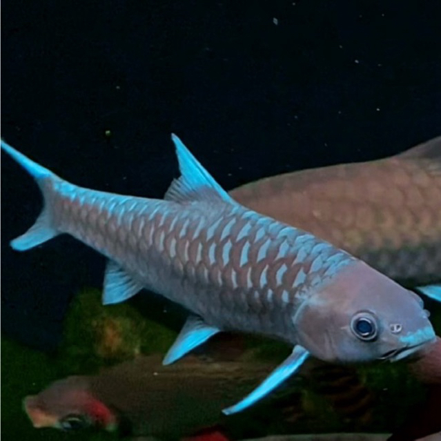 Jual Blue mahseer cina/ neo heter wc china | Shopee Indonesia