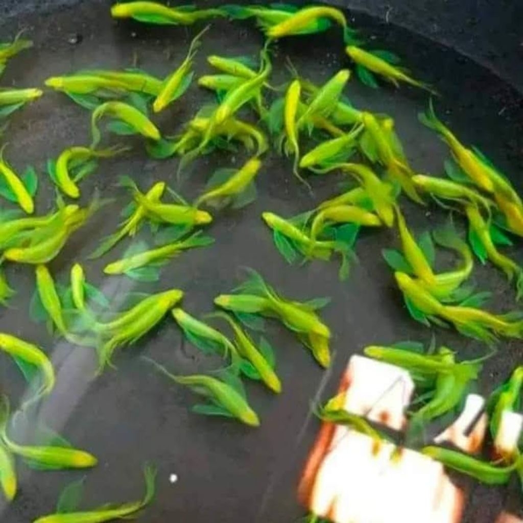 Jual hiasan aquarium(danio slayer grade A) | Shopee Indonesia