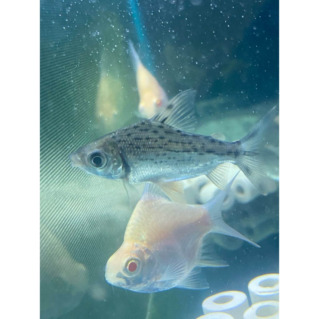 Jual Hiasan Aquarium rff red fei feng | Shopee Indonesia