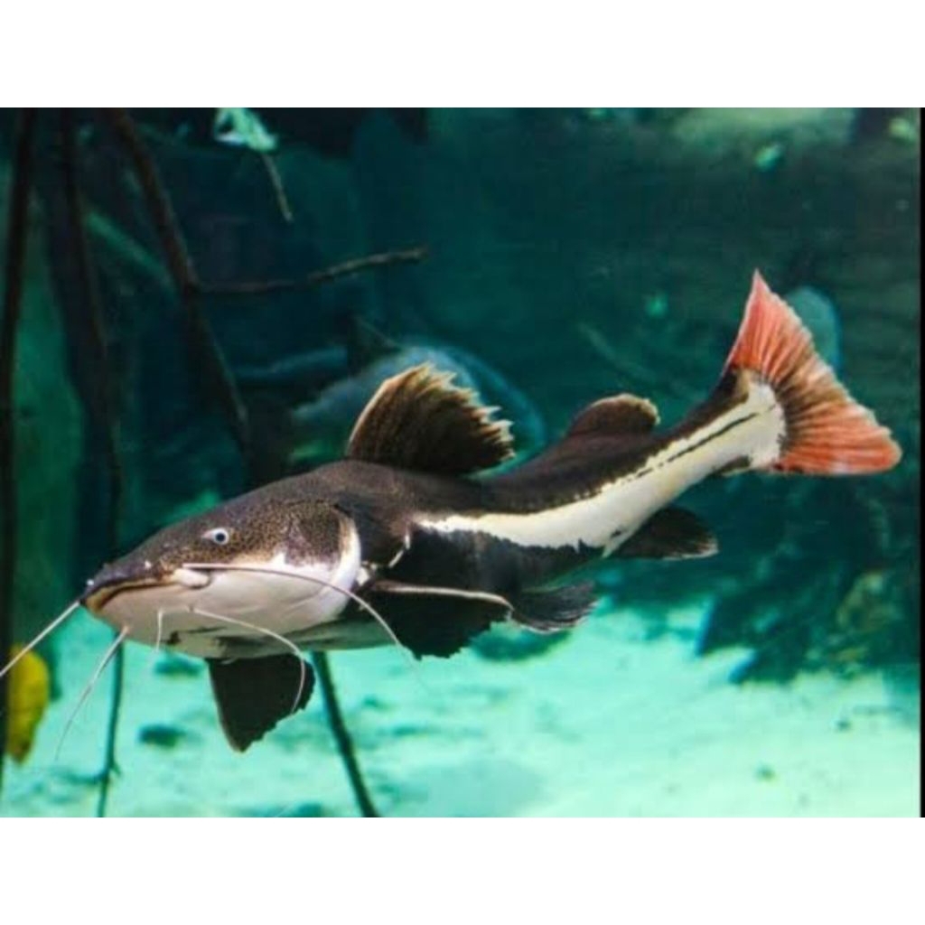 Jual paket 1 ekor RTC lele amazon uk 8-10cm | Shopee Indonesia