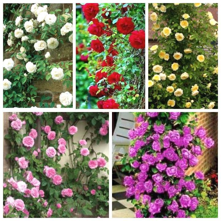 Jual paket 5 tanaman bunga mawar rambat/tanaman mawar rambat/tanaman ...