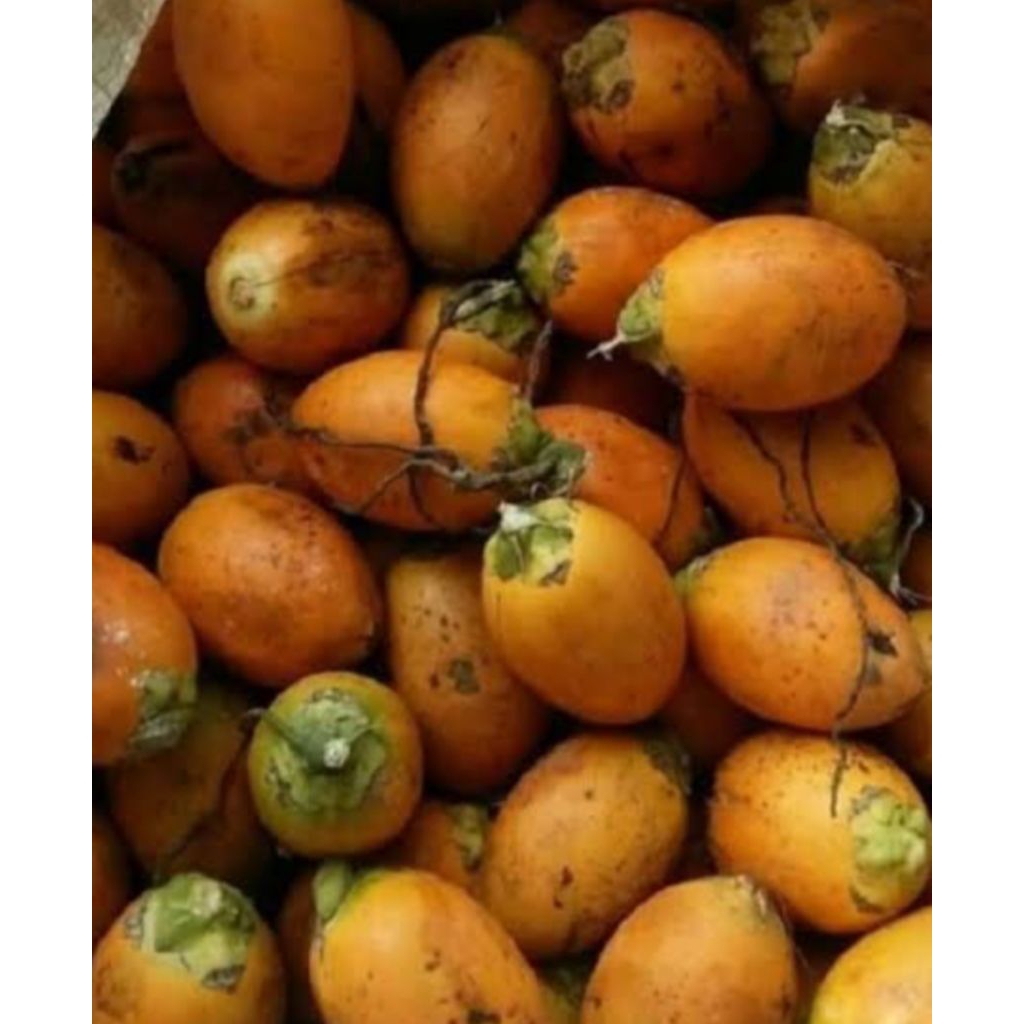 Jual HARGA MURAH BUAH PINANG TUA KUNING jambe Wangi 1 KG | Shopee Indonesia