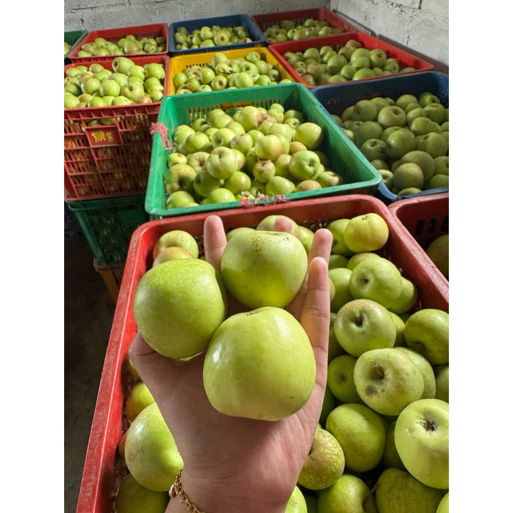 Jual Apel malang jenis manalagi manis ukuran besar 1kg isi 15-16 biji ...