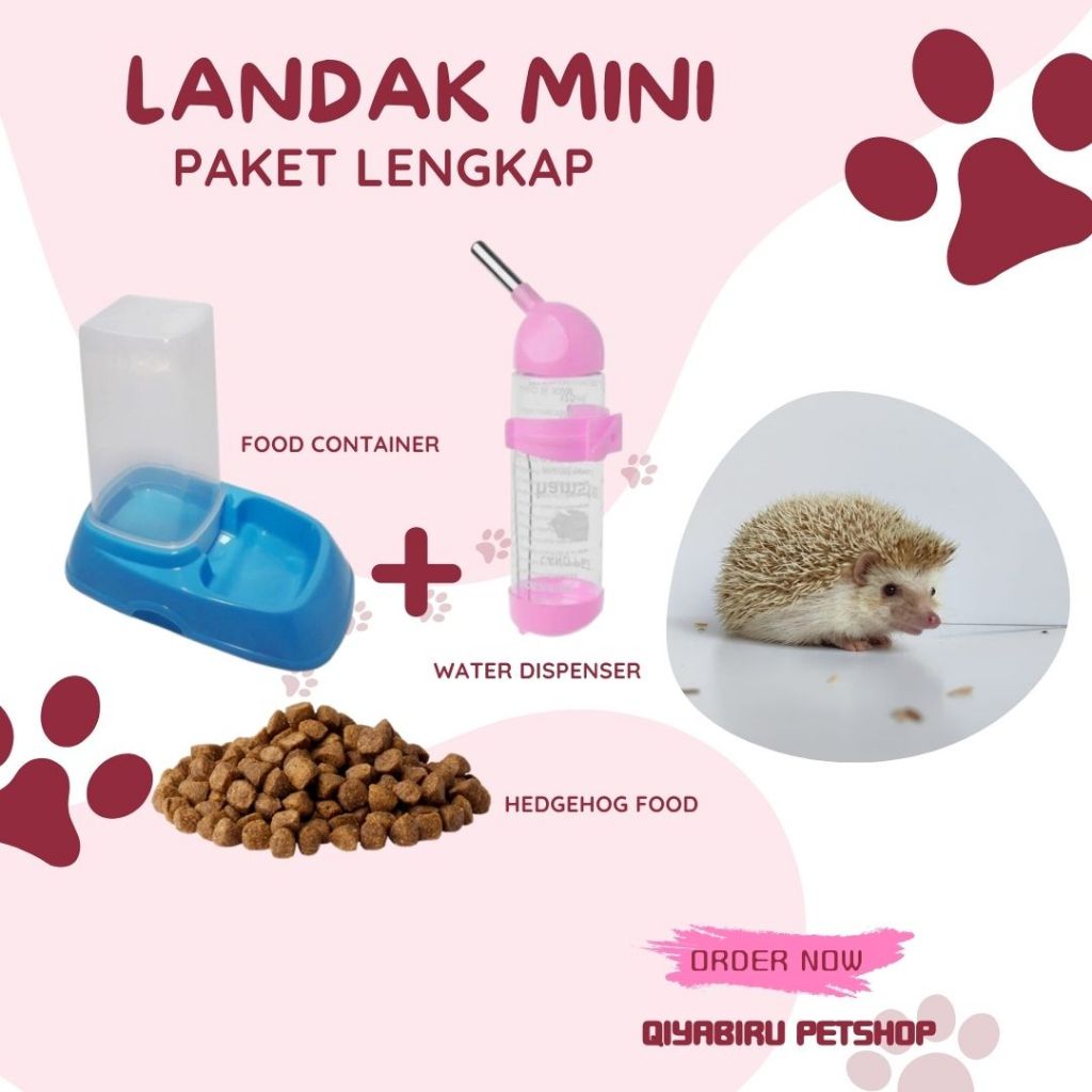 Jual Landak Mini/Hedgehog Hewan Peliharaan Jenis Pinto dan Saltpaper ...