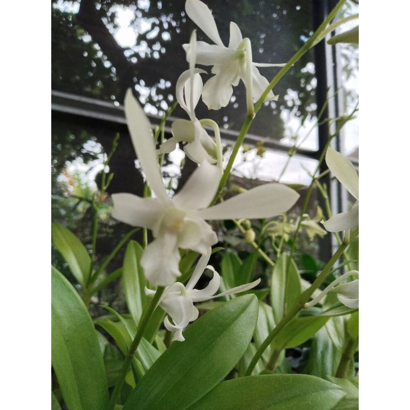 Jual Anggrek Dendrobium Caesar White | Shopee Indonesia