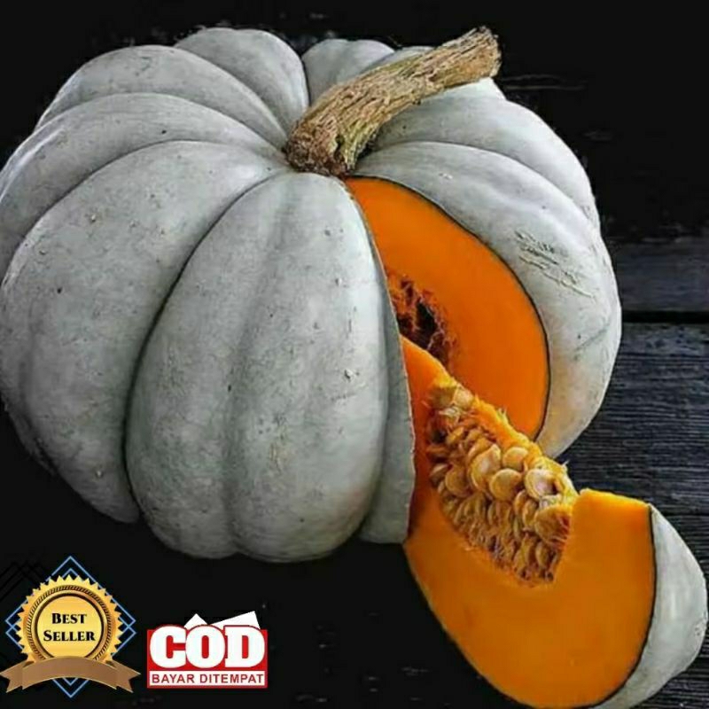 Jual 100 biji benih waloh/labu kuning super unggul | Shopee Indonesia