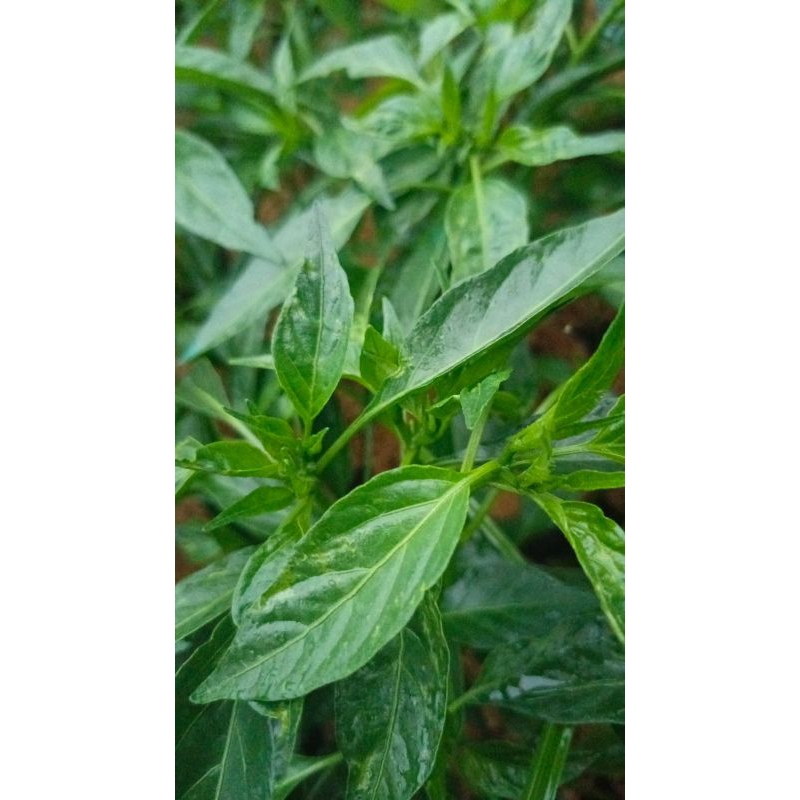 Jual Tanaman Cabe tanjung bumbu merah (siap tanam) | Shopee Indonesia