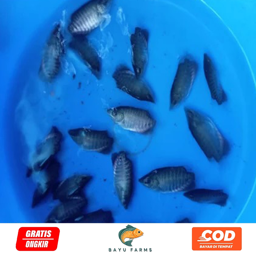 Jual Bibit Gurame Soang Isi 25 Ekor Ukuran Gabah | Shopee Indonesia