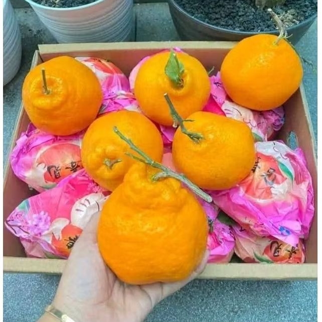 Jual JERUK DEKOPON/PAPAGAN PANDA 1 DUS XXL 5kg | Shopee Indonesia