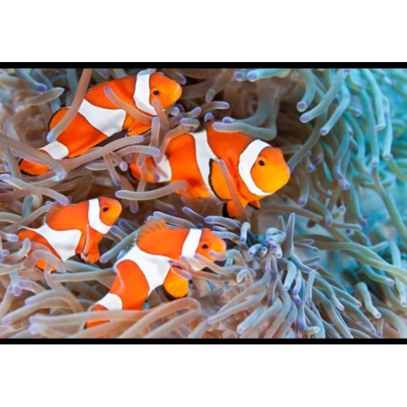 Jual ikan Nemo air laut bagus dan cantik | Shopee Indonesia