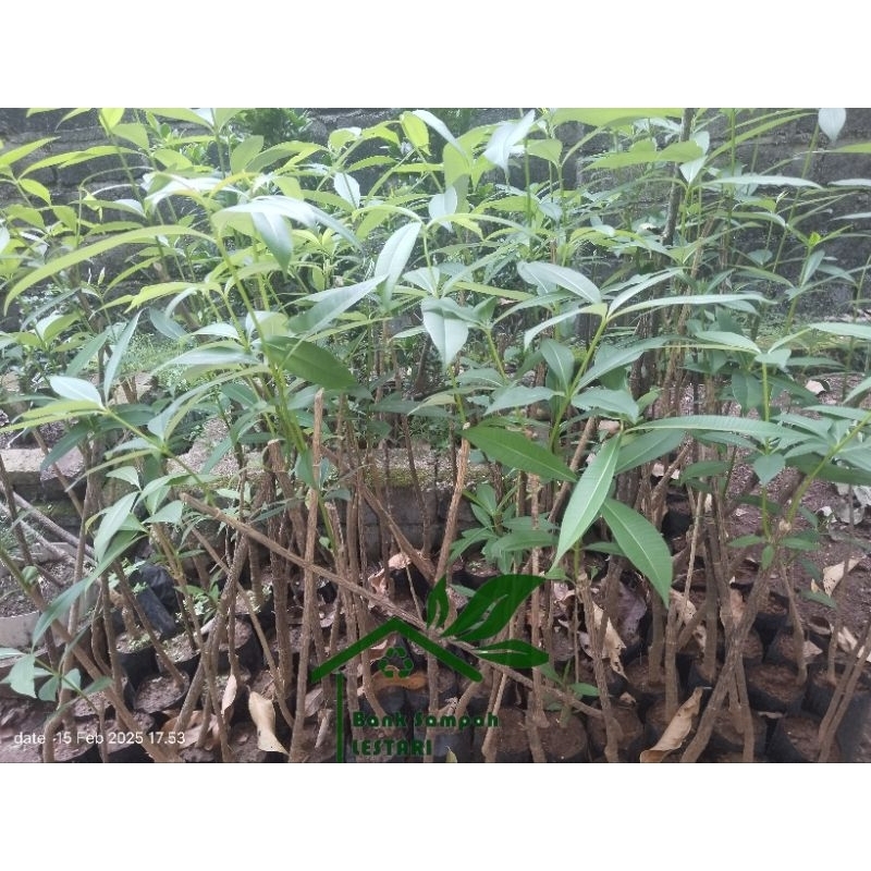 Jual Bibit pohon tanaman pule (alstonia scholaris) | Shopee Indonesia