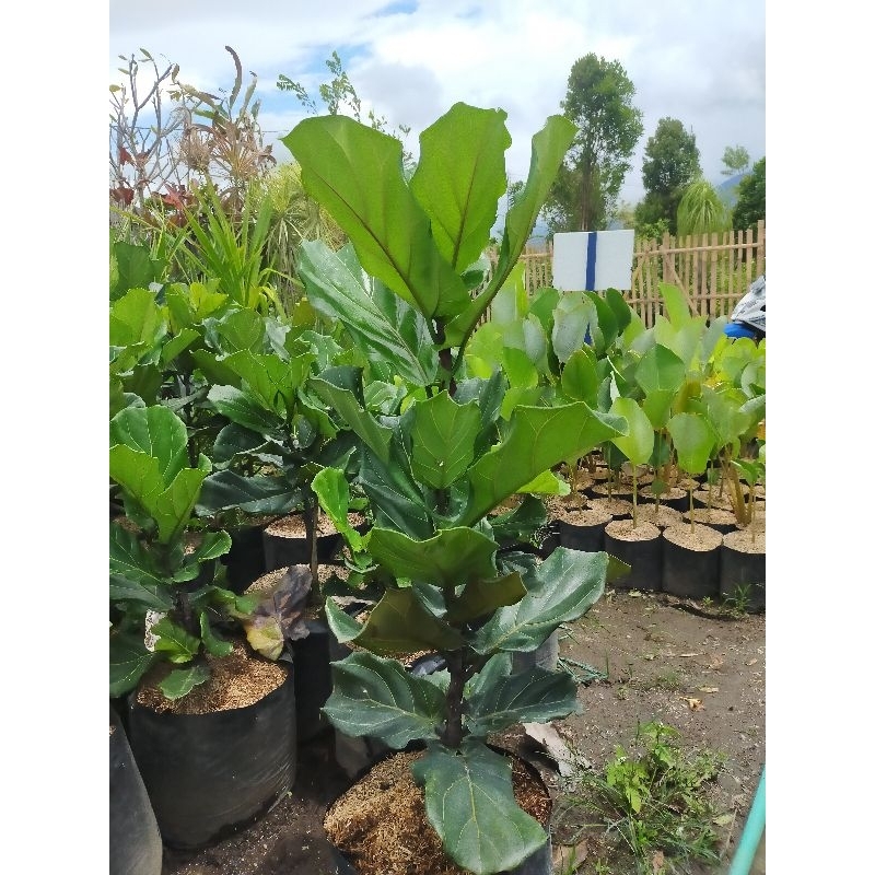 Jual Ketapang biola hijau ukuran 1 meter sampai 1,5 meter | Shopee ...